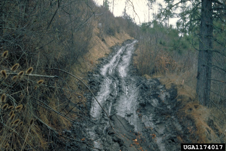 unpaved roads and trails