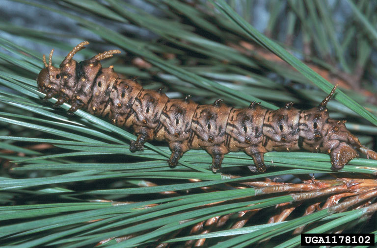 pine devil moth (Citheronia sepulcralis Grote & Robinson)