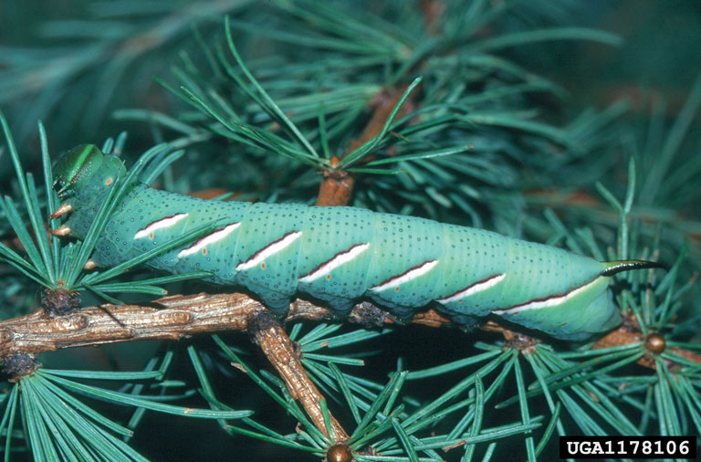poecila sphinx, Sphinx poecila (Lepidoptera: Sphingidae) - 1178106
