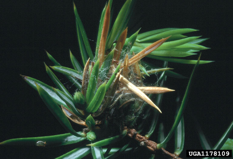 pale juniper webworm (Aethes rutilana (Hübner, [1814-1817]))