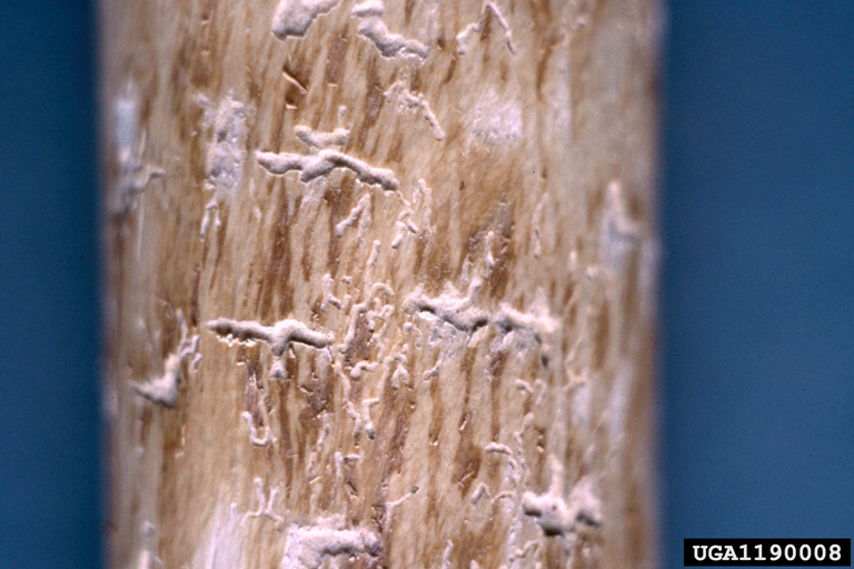 small fir bark beetle (Cryphalus piceae (Ratzeburg, 1837))