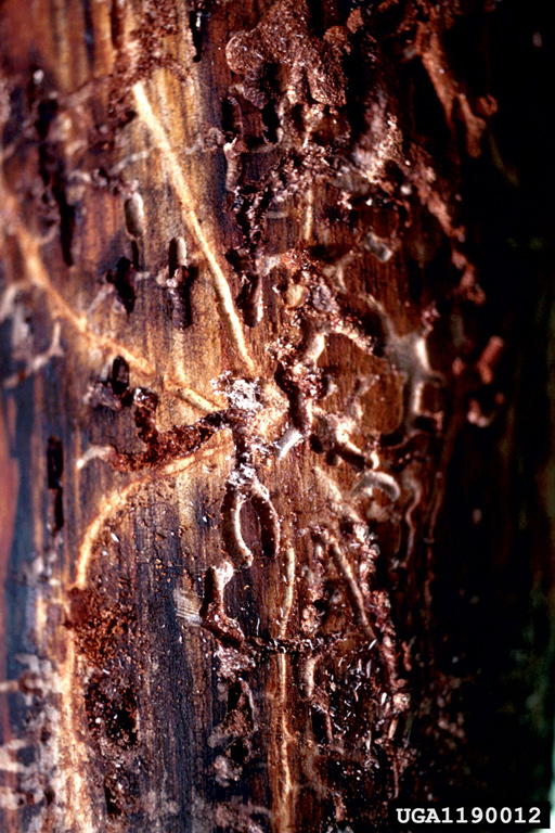 engraver beetle (Ips acuminatus (Gyllenhal, 1827))