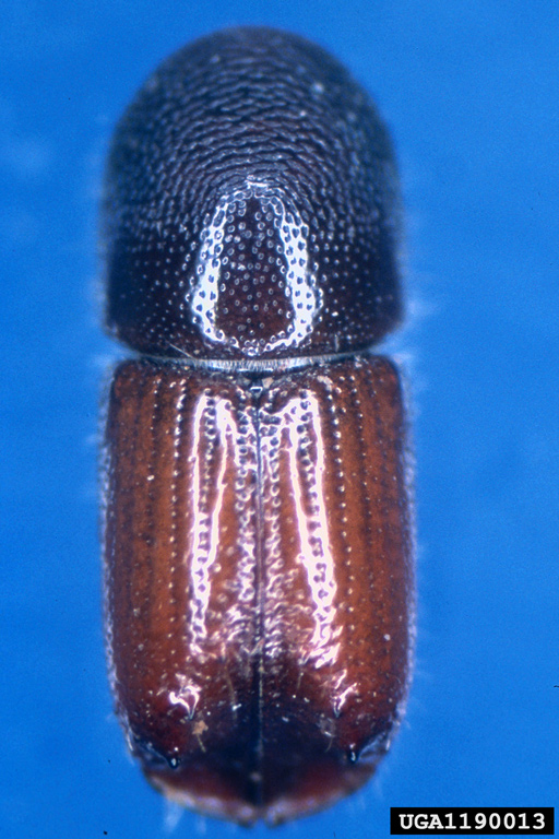 engraver beetle (Ips acuminatus (Gyllenhal, 1827))