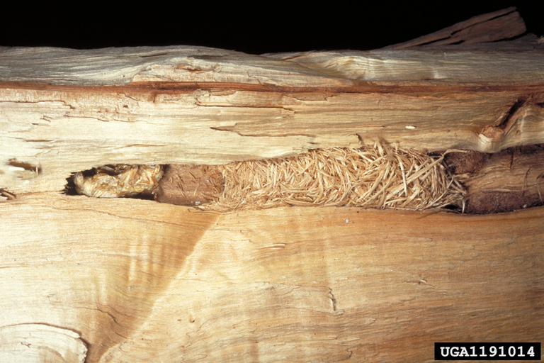 poplar borer (Saperda carcharias (Linnaeus, 1758))