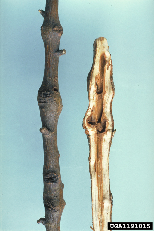small poplar borer (Saperda populnea (Linnaeus, 1758))