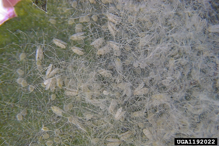 giant whitefly (Aleurodicus dugesii)