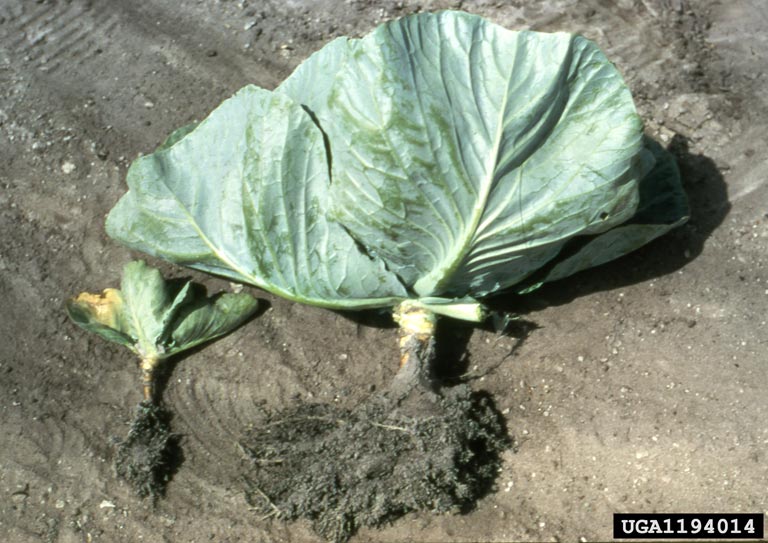 sugar beet cyst nematode (Heterodera schachtii Schmidt)