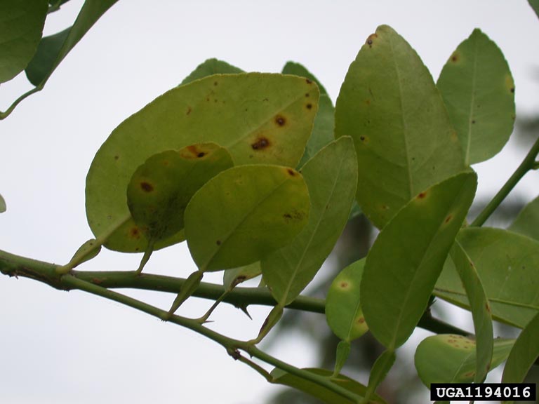 citrus canker (Xanthomonas citri)