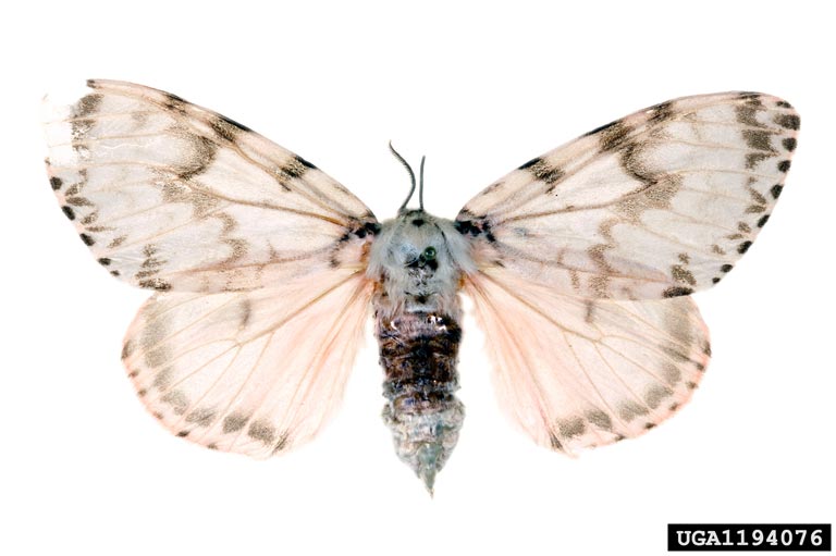 rosy gypsy moth (Lymantria mathura Moore)