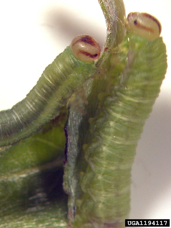 willow sawfly (Nematus oligospilus)