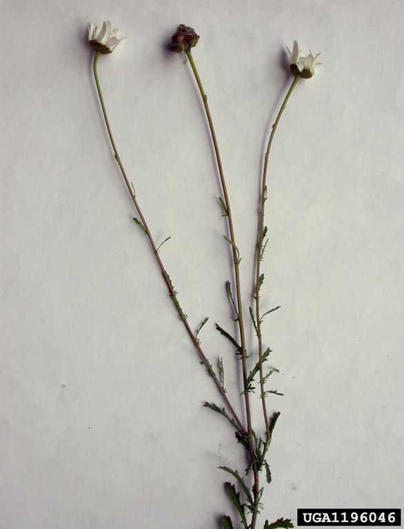 oxeye daisy (Leucanthemum vulgare Lam.)