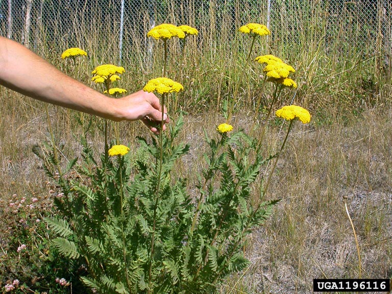 fernleaf yarrow (Achillea filipendulina Lam.)