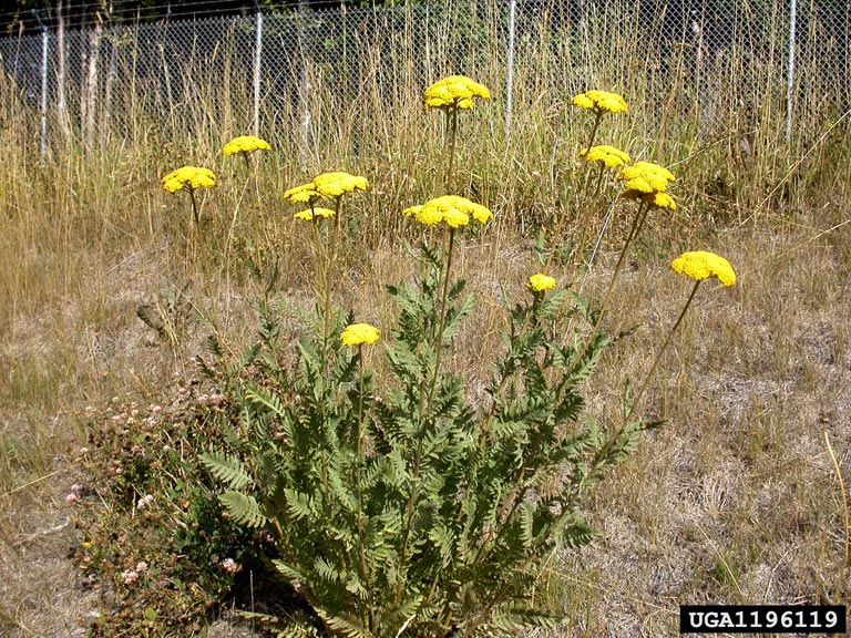 fernleaf yarrow (Achillea filipendulina)