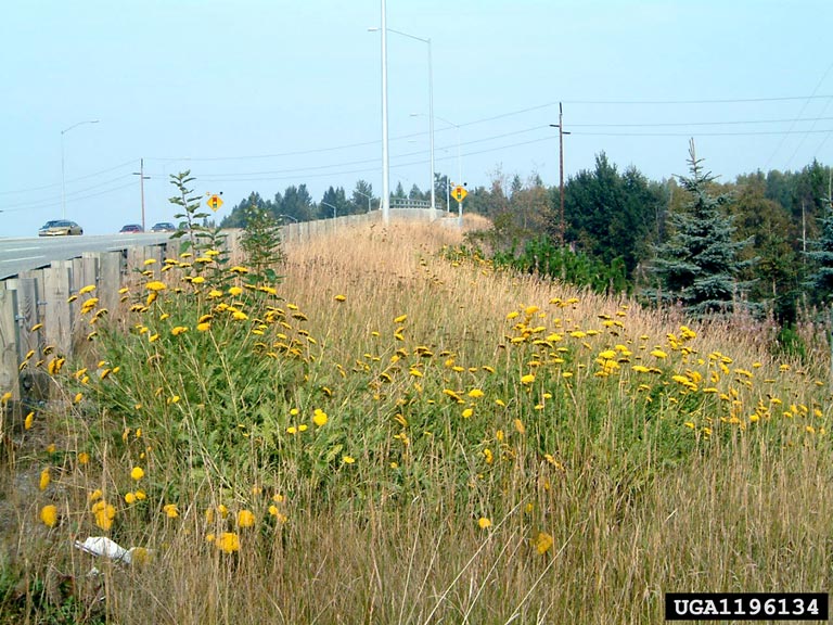 fernleaf yarrow (Achillea filipendulina)