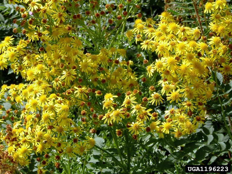 tansy ragwort (Jacobaea vulgaris Gaertn.)