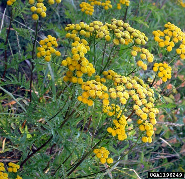 common tansy (Tanacetum vulgare L.)