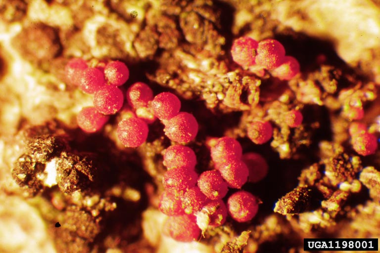 Neonectria canker (Neonectria galligena)