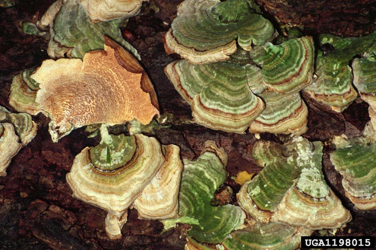 canker rot (Cerrena unicolor)