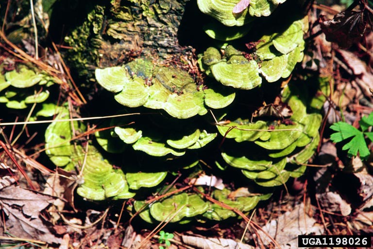 canker rot (Cerrena unicolor)
