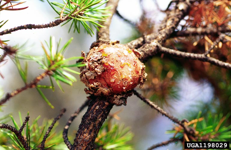 eastern pine gall rust (Cronartium quercuum)
