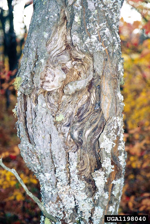 Eutypella canker (Eutypella parasitica)