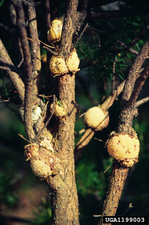 eastern pine gall rust (Cronartium quercuum (Berk.) Miyabe ex Shirai)