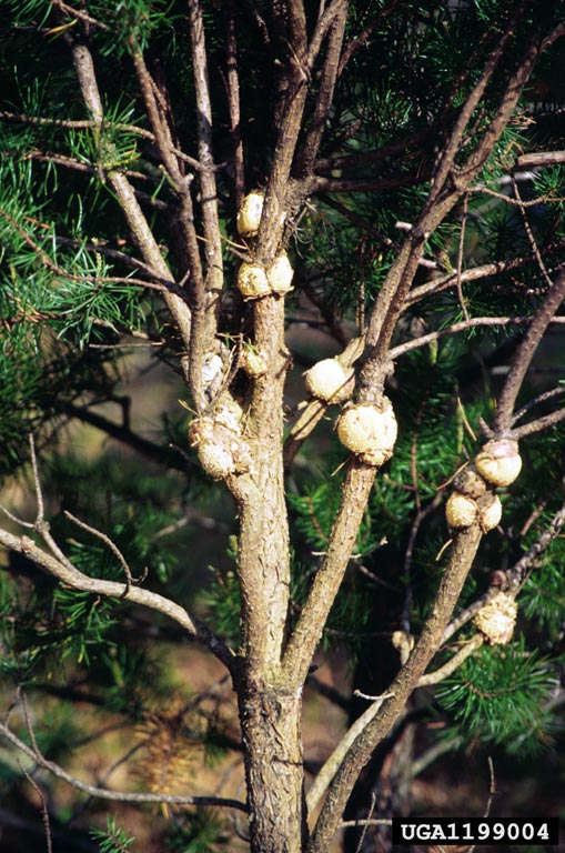 eastern pine gall rust (Cronartium quercuum)