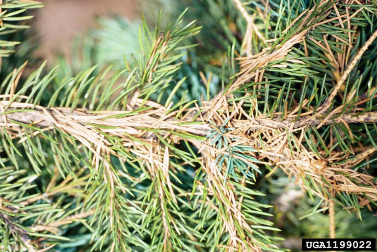 spruce needleminer (Taniva albolineana (Kearfott))