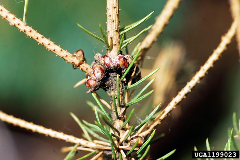 spruce bud scale (Physokermes piceae (Schrank))