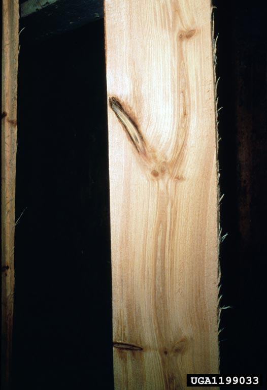 white pine weevil (Pissodes strobi)