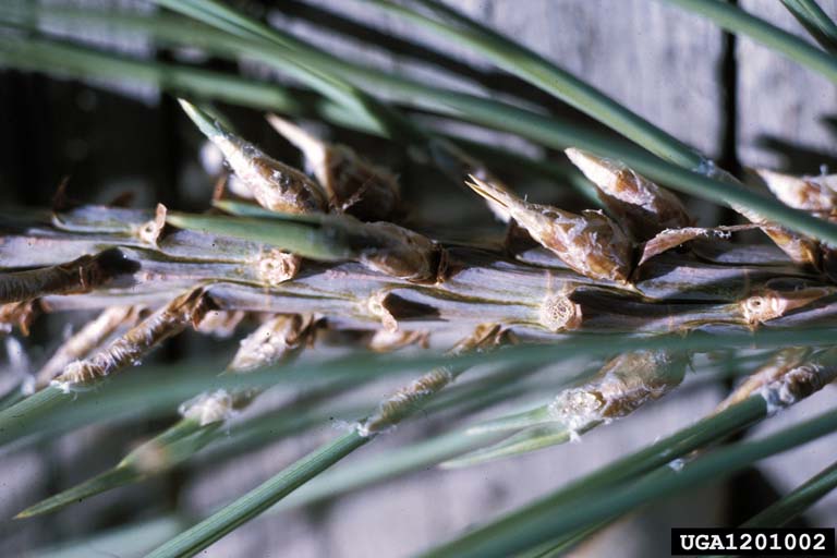 pine budgall midge (Contarinia coloradensis Felt, 1912)