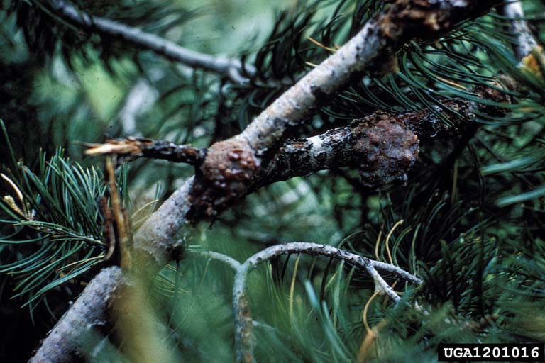 cone worms (Genus Dioryctria)