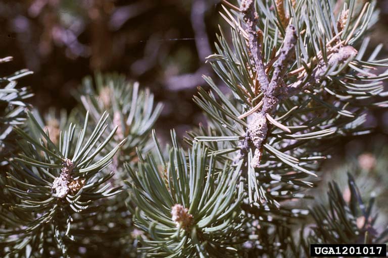 cone worms (Genus Dioryctria)