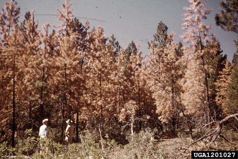 pine engraver (Ips pini ) on ponderosa pine (Pinus ponderosa ) - 1201027
