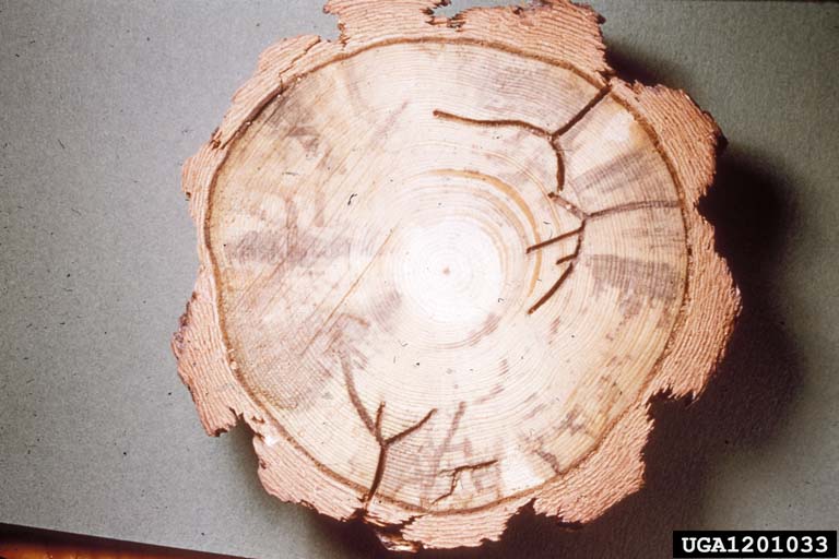 striped ambrosia beetle (Trypodendron lineatum)