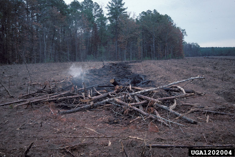 windrowing or piling