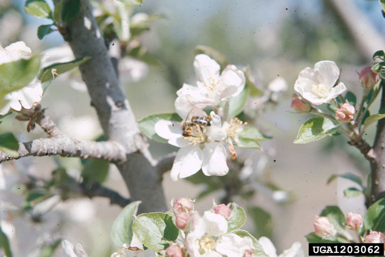 Malus domestica (Apple) (Pyrus malus)