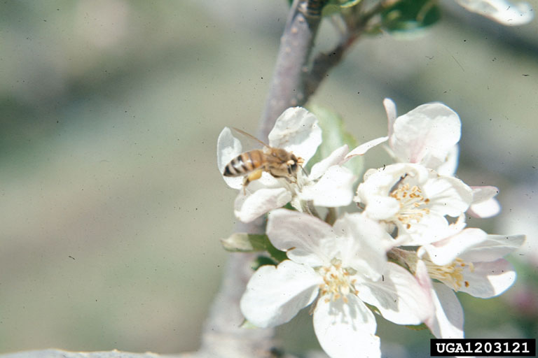 honey bee (Apis mellifera Linnaeus)