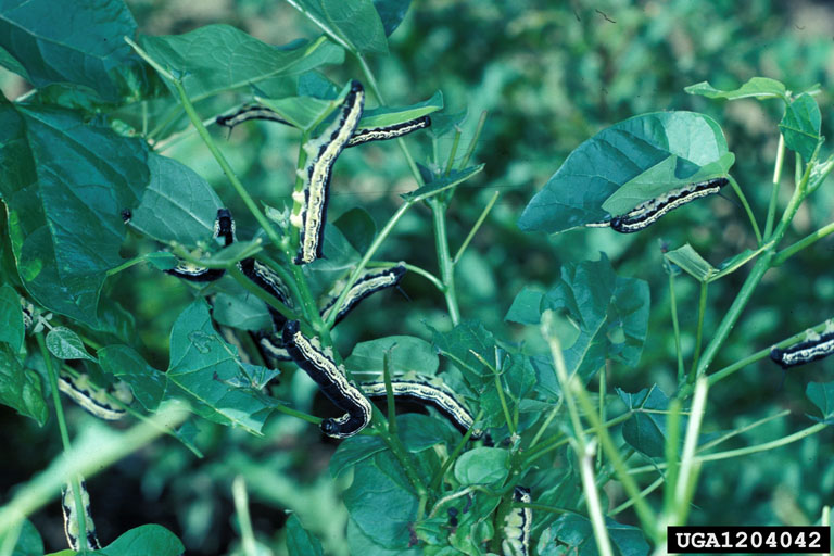 catalpa sphinx (Ceratomia catalpae (Boisduval))