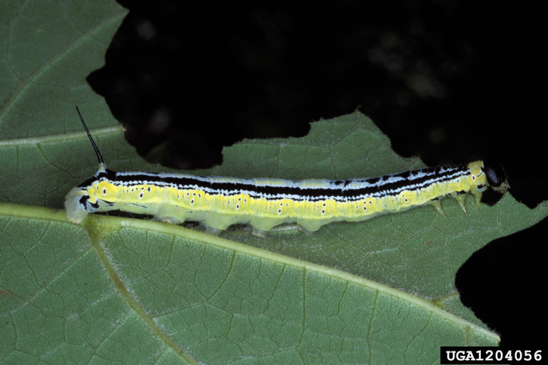 catalpa sphinx (Ceratomia catalpae (Boisduval))