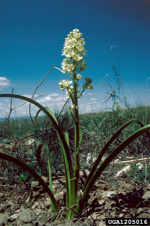 grassy deathcamas (Zigadenus venenosus var. gramineus)