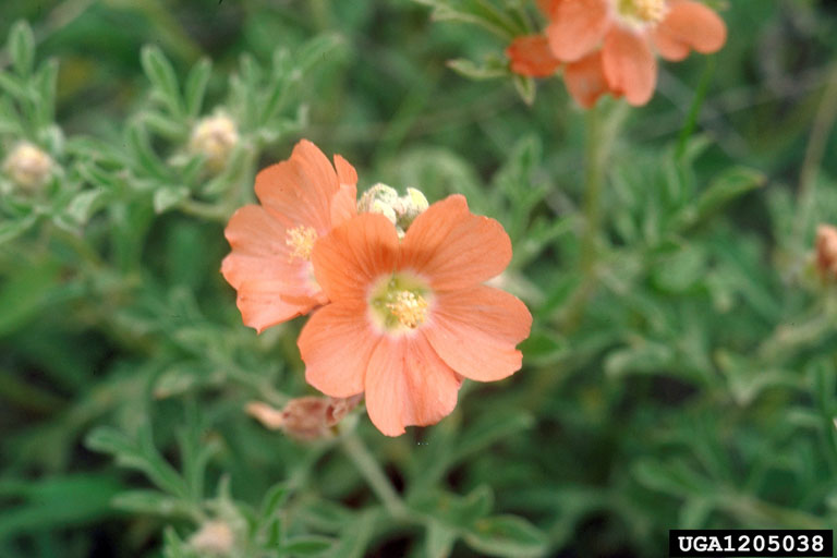 scarlet globemallow (Sphaeralcea coccinea (Nutt.) Rydb.)