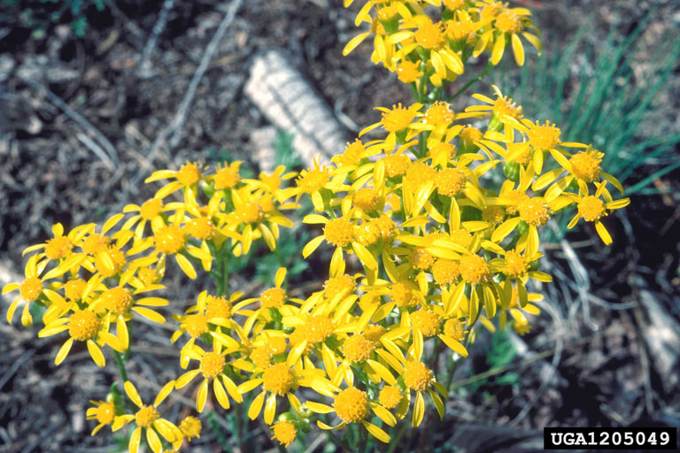Fendler's ragwort (Senecio fendleri (Gray) W.A. Weber & A. Löve)