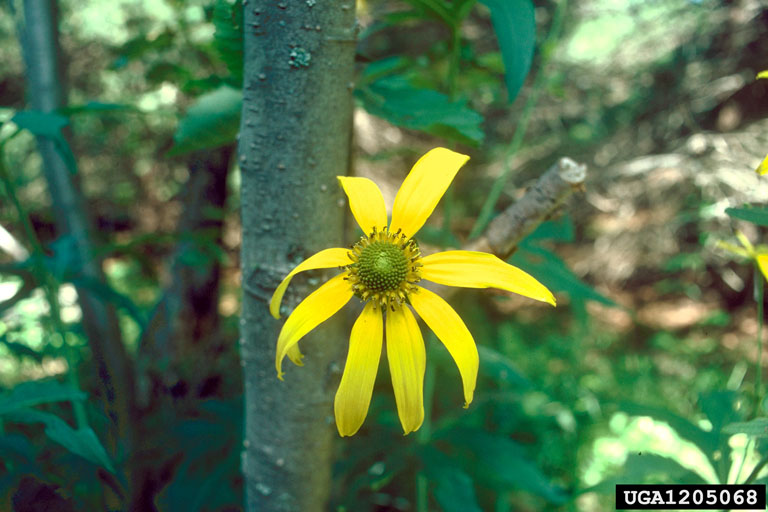 cutleaf coneflower (Rudbeckia laciniata L.)