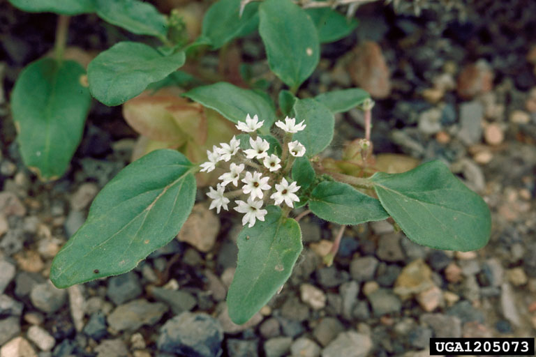 veiny dock (Rumex venosus)