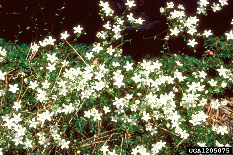yellowdot saxifrage (Saxifraga bronchialis)
