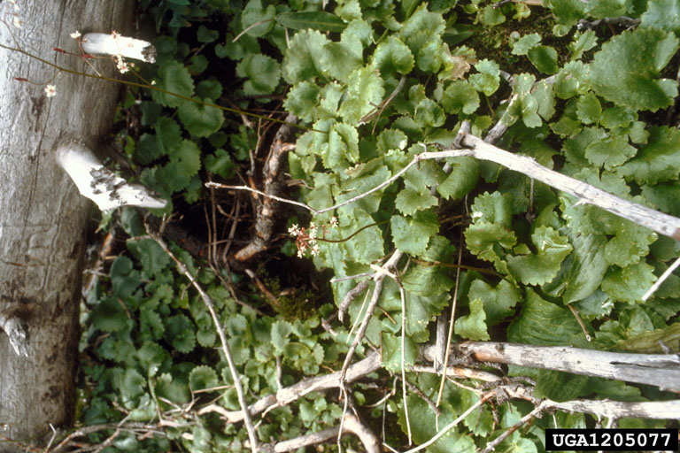 brook saxifrage (Saxifraga odontoloma Piper)