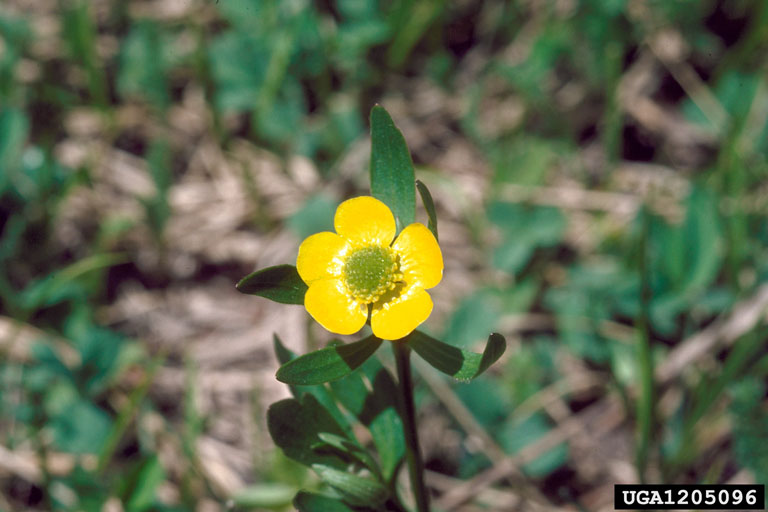 graceful buttercup (Ranunculus inamoenus Greene)