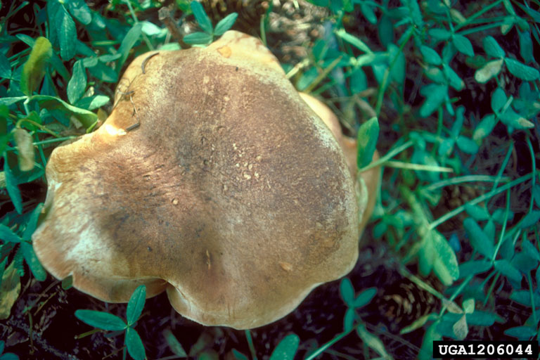 Boletus mushroom (Genus Boletus Fr.)