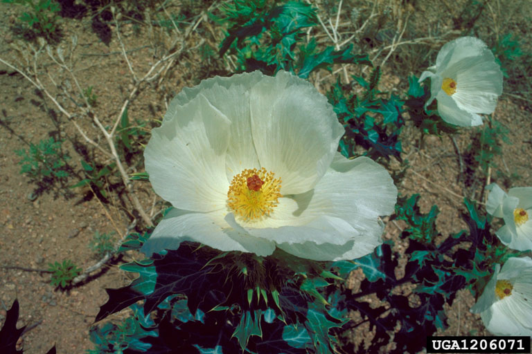 annual pricklepoppy (Argemone polyanthemos (Fedde) G.B. Ownbey)